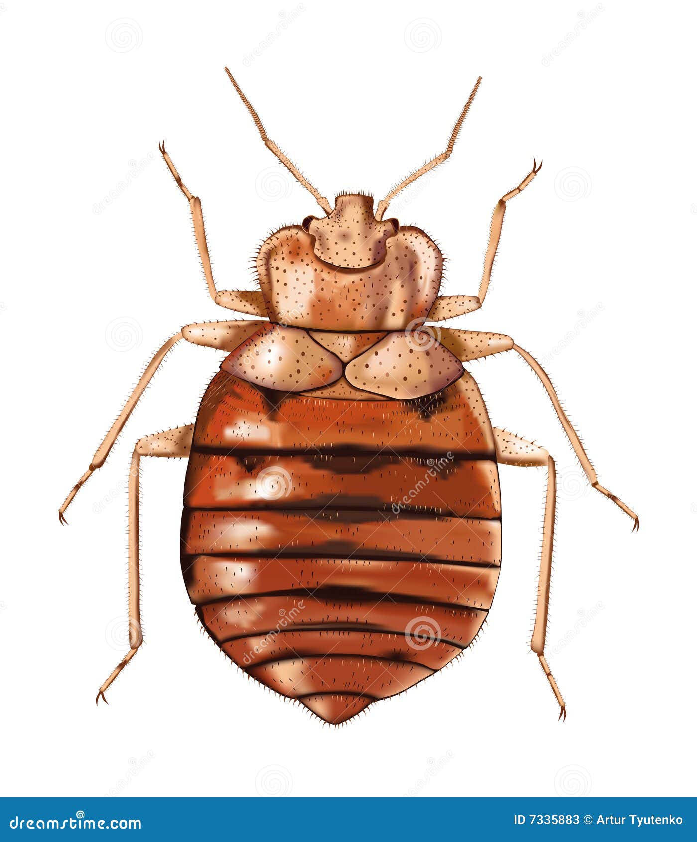 Cimice Comune. Illustrazione Di Vettore. Illustrazione Vettoriale ...