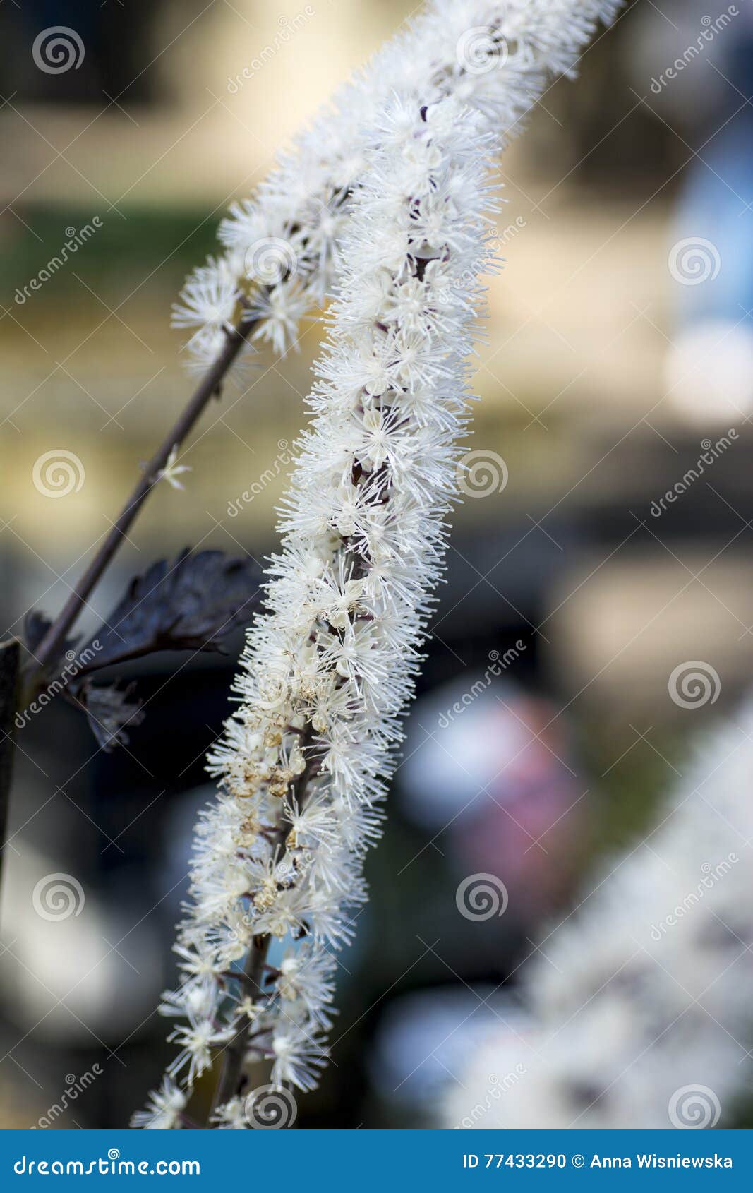 Cimicifuga in bloom stock photo. Image of weather, beauty - 77433290