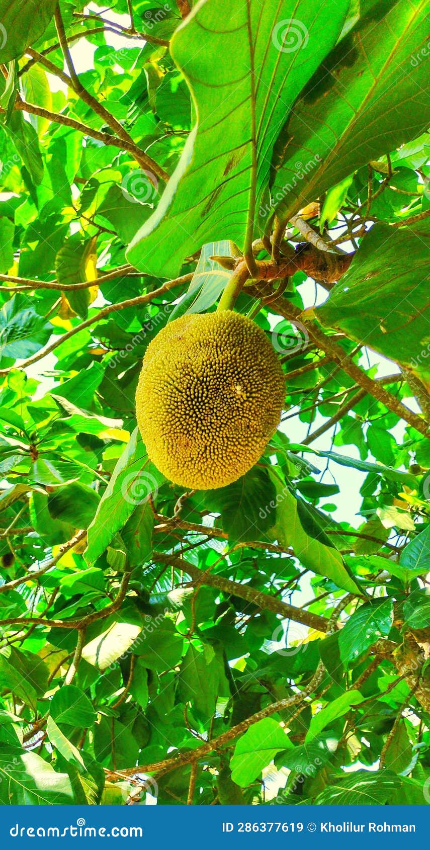 Cimpedak Fruit from Bangao Philippines Stock Image - Image of yellow ...