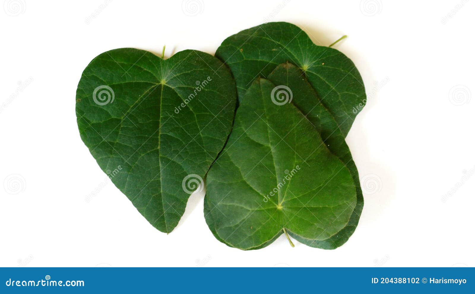 Cincau leaf stock photo. Image of myers, spring, summer - 204388102