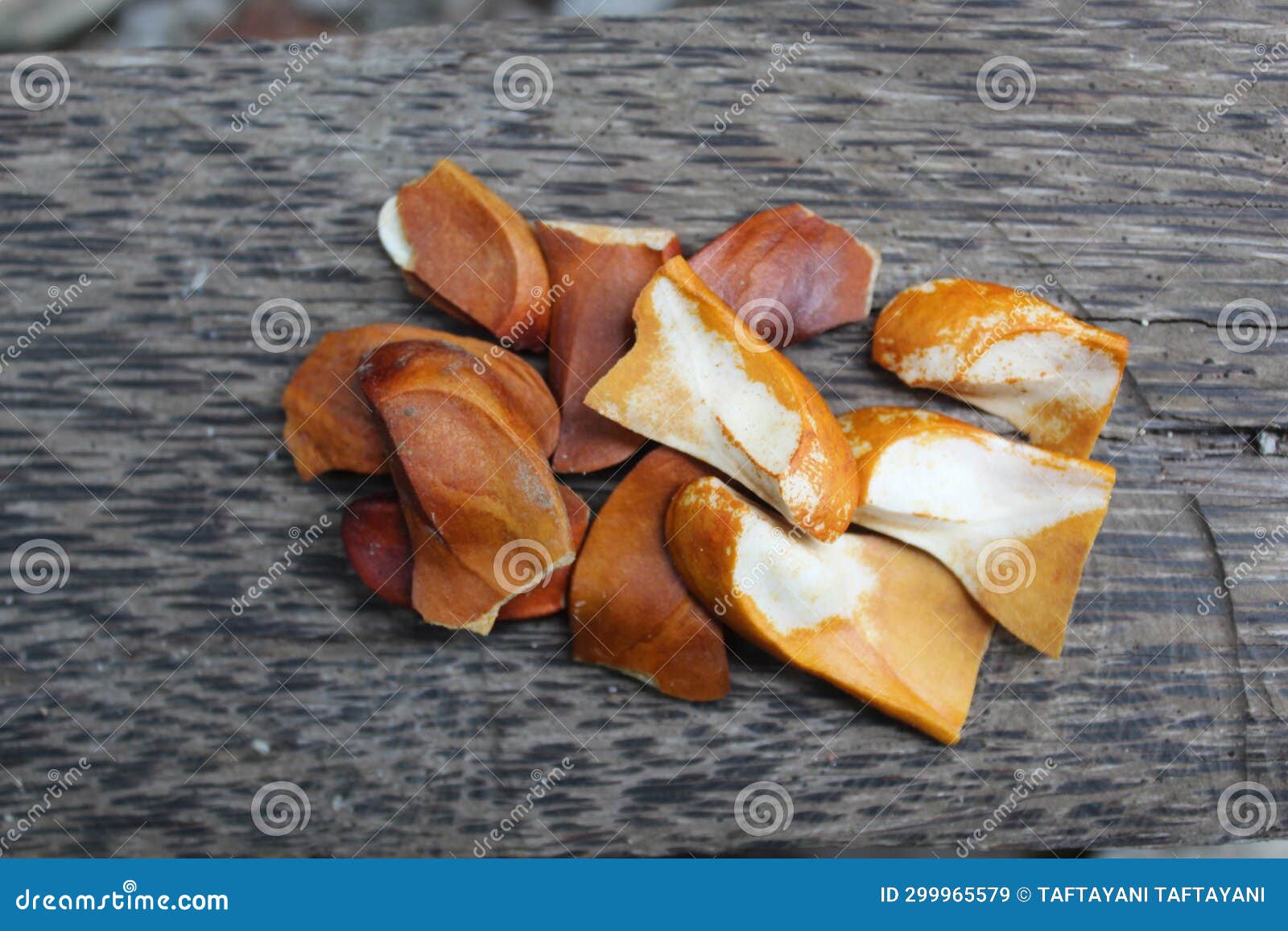 Cinchona Seeds are Nutritious for Body Health Stock Image - Image of ...