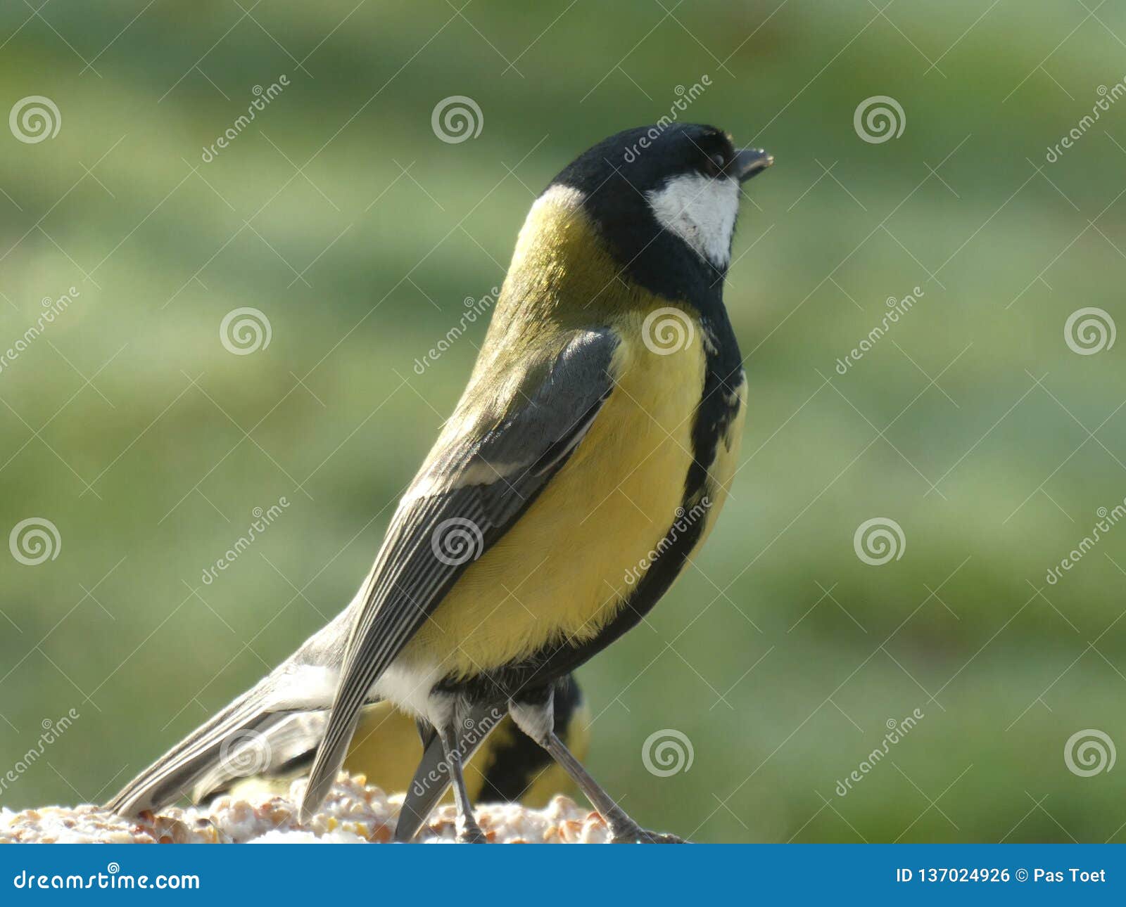 Cinciallegra fotografia stock. Immagine di fotogenico - 137024926