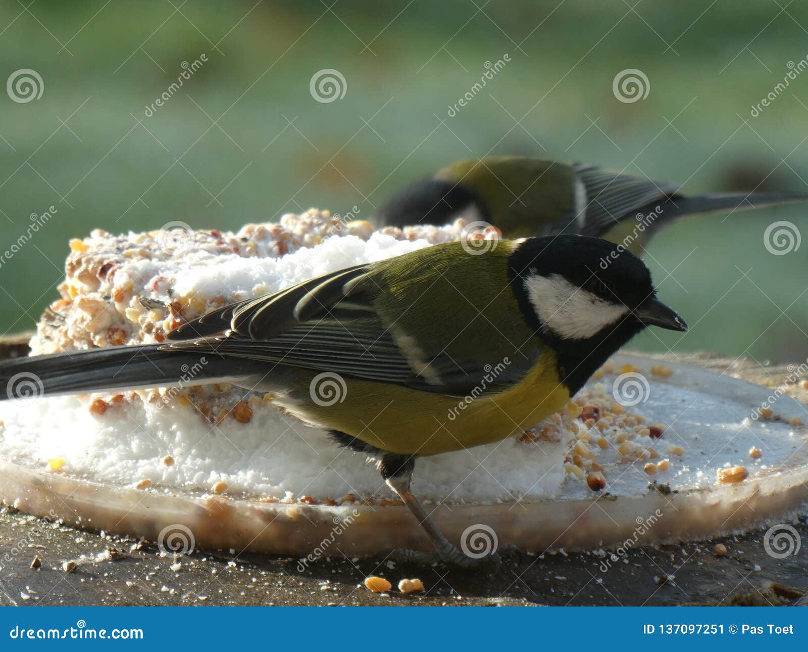 Cinciallegra immagine stock. Immagine di consumo, olanda - 137097251