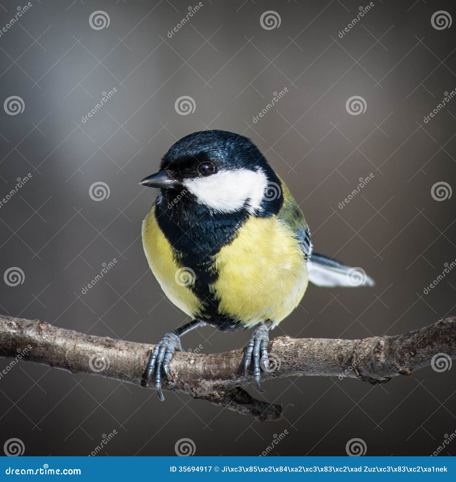 Cinciallegra immagine stock. Immagine di uccello, animale - 35694917