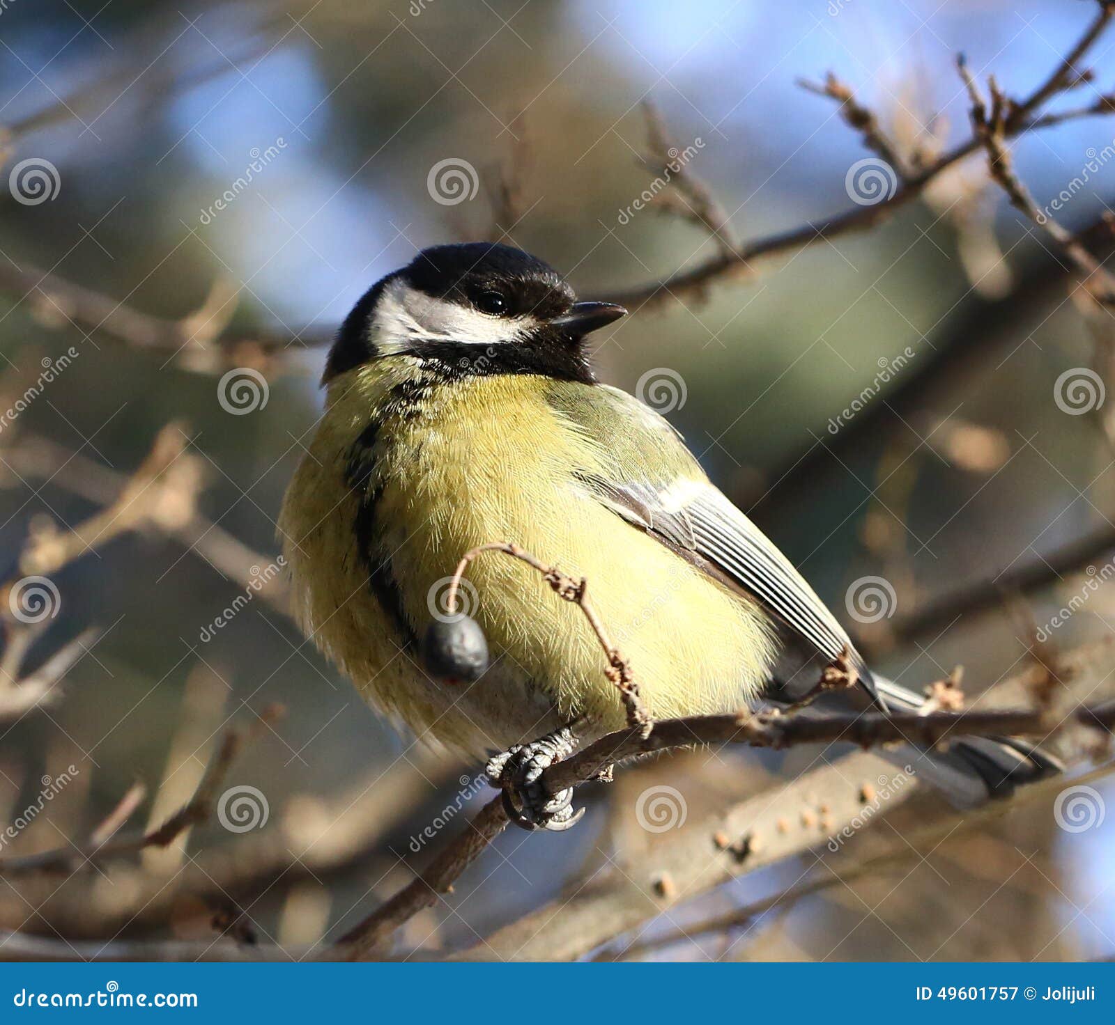 Cinciallegra immagine stock. Immagine di bacca, bello - 49601757