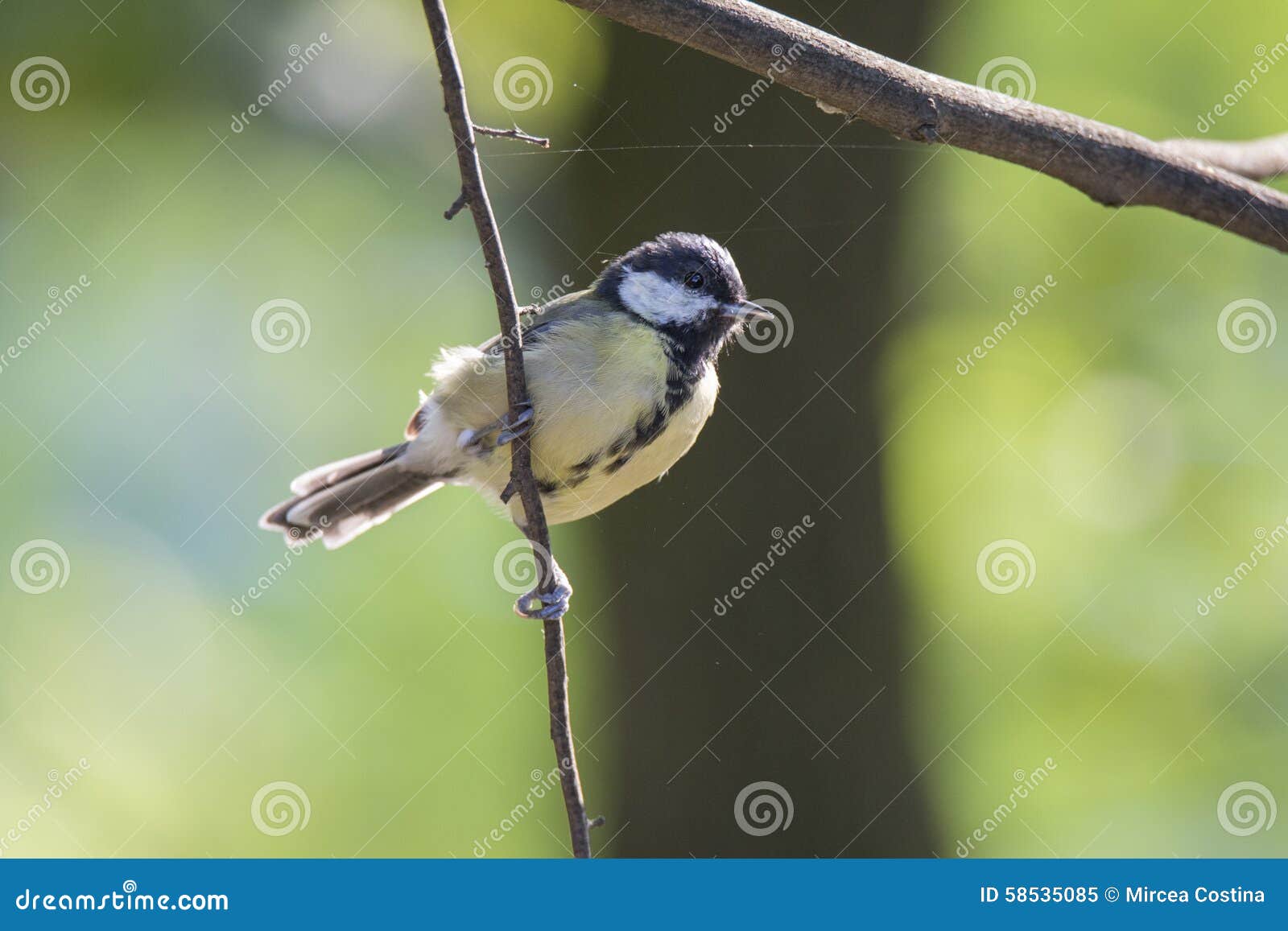 Cinciallegra immagine stock. Immagine di canto, selvaggio - 58535085