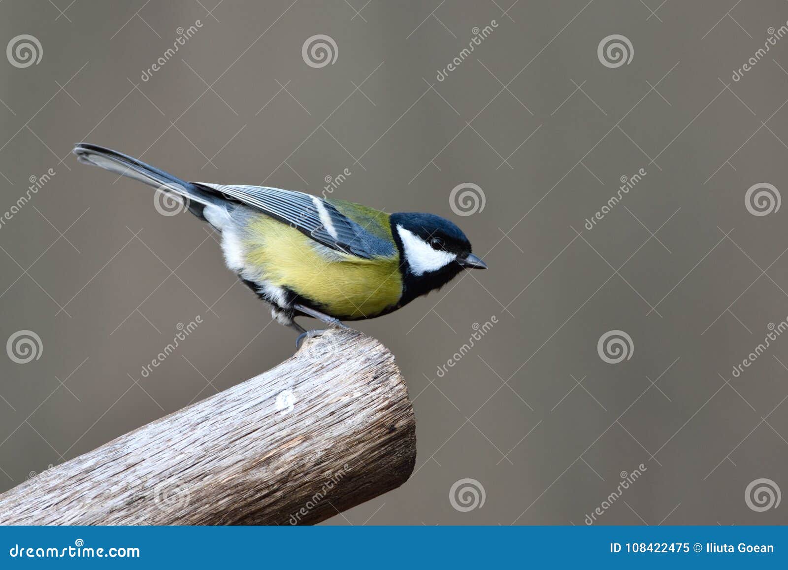 Cinciallegra & X28; Major& X29 Del Parus; Su Un Ramo Immagine Stock ...