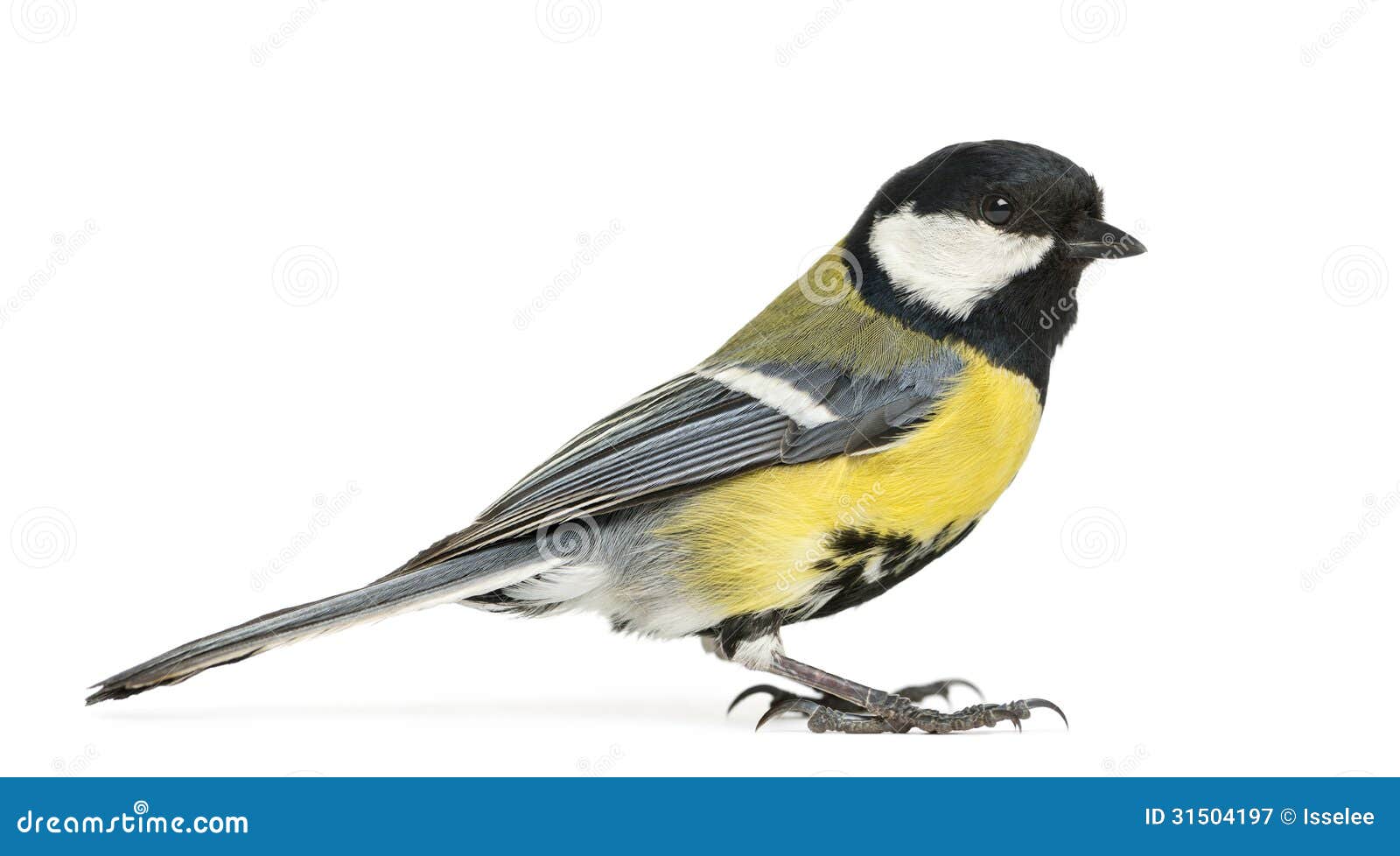 Cinciallegra Maschio, Maggiore Del Parus Immagine Stock - Immagine di ...