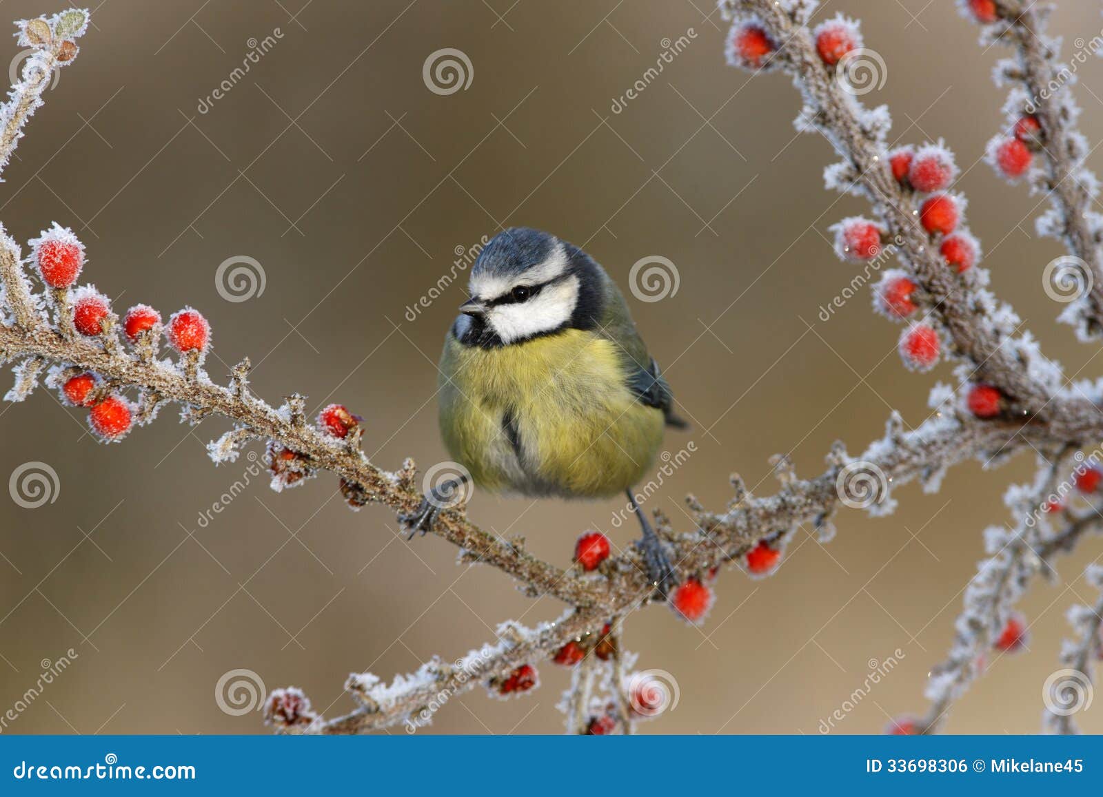 Cinciarella, Caeruleus Del Parus Fotografia Stock - Immagine di natura ...