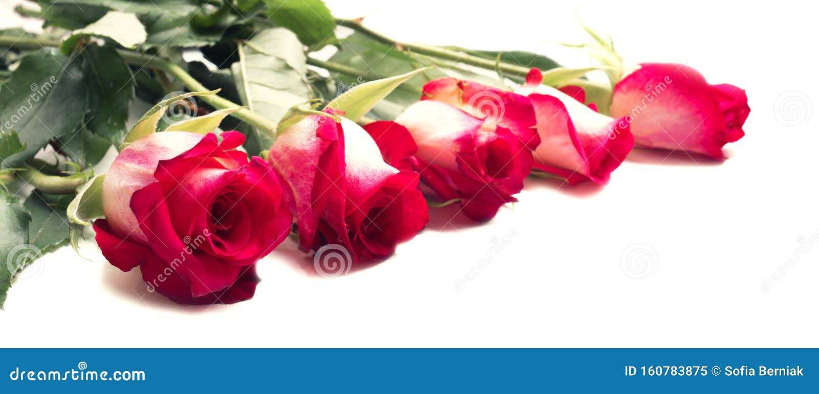 Cinco Bellas Rosas Rojas En Blanco, Pancarta Imagen de archivo - Imagen ...