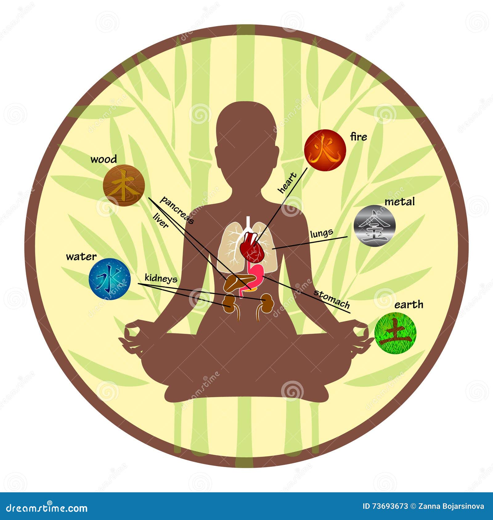Cinco Elementos Y órganos Humanos Ilustración del Vector - Ilustración ...