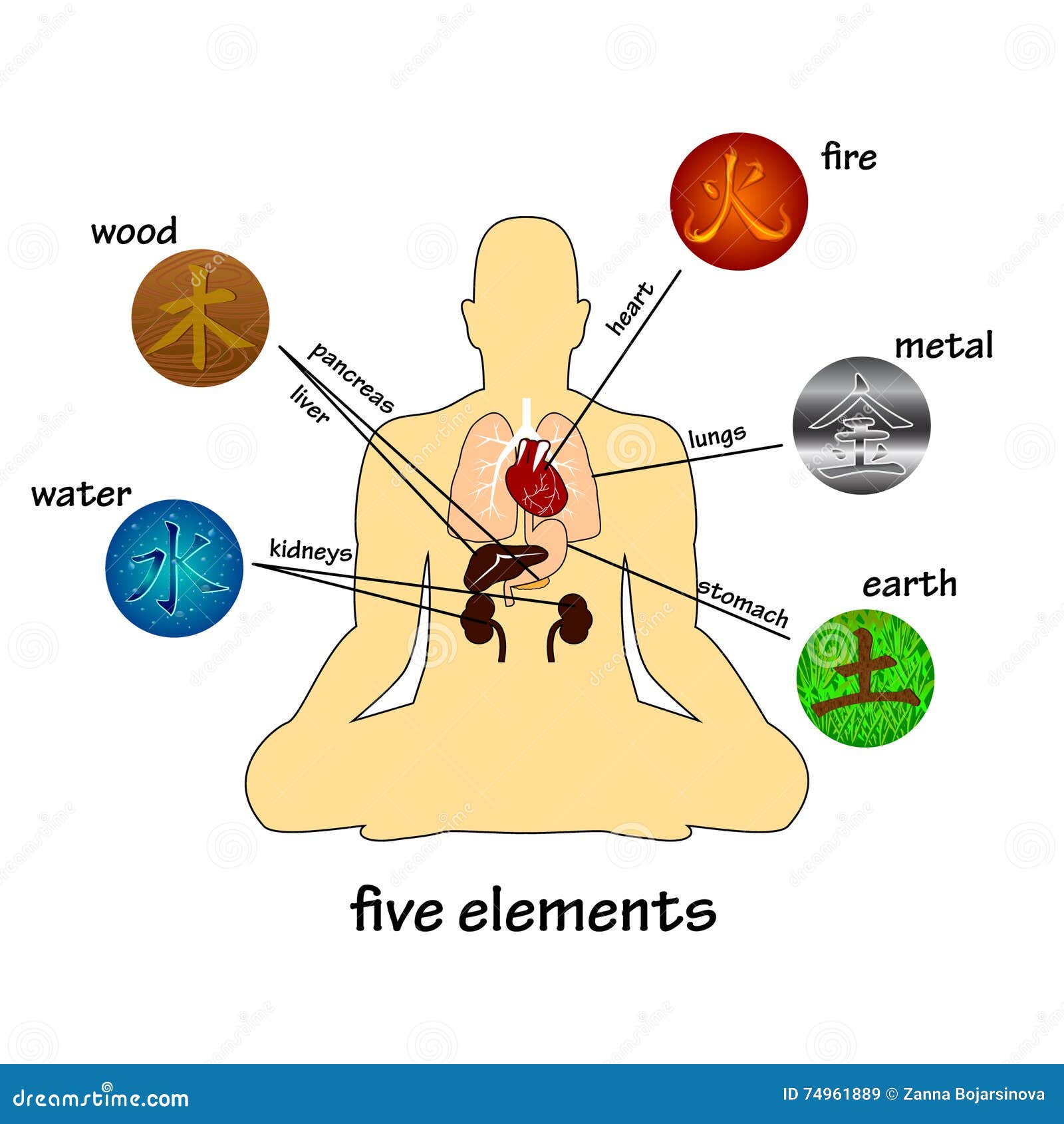 Cinco Elementos Y órganos Humanos Ilustración del Vector - Ilustración ...