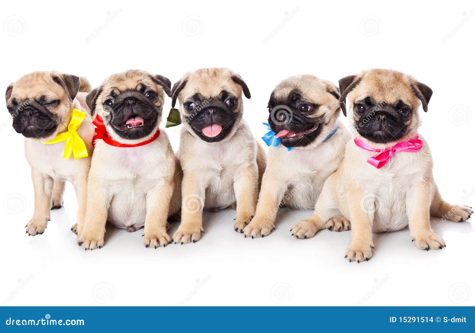 Cinco Filhotes De Cachorro Do Pug Foto de Stock - Imagem de doméstico ...
