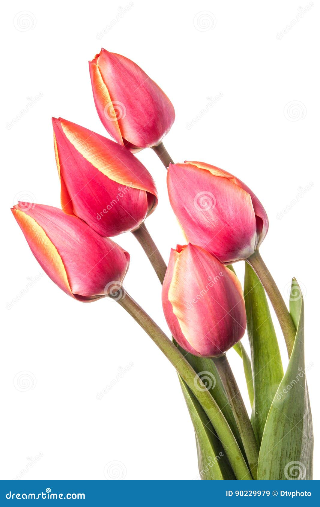 Cinco flores imagen de archivo. Imagen de verde, tarjeta - 90229979