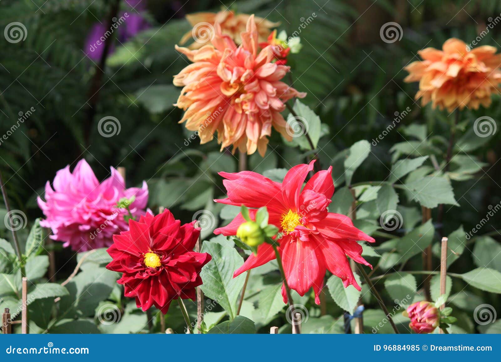 Cinco flores imagem de stock. Imagem de planta, nave - 96884985