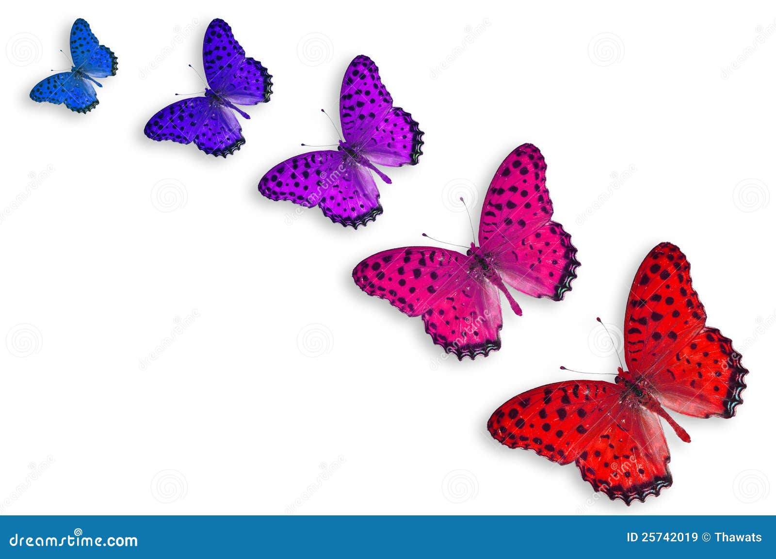 Cinco mariposas del color imagen de archivo. Imagen de mariposa - 25742019