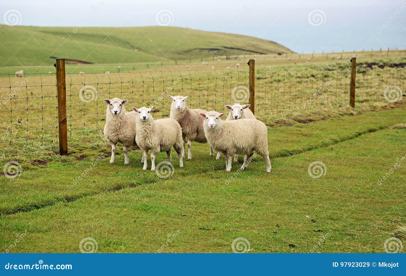 Cinco ovejas que me miran imagen de archivo. Imagen de pasto - 97923029