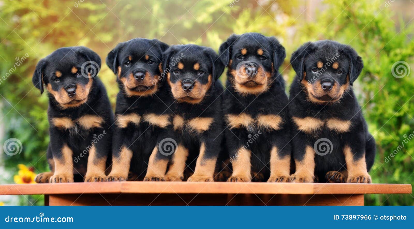 Cinco Perritos Adorables Del Rottweiler Foto de archivo - Imagen de ...