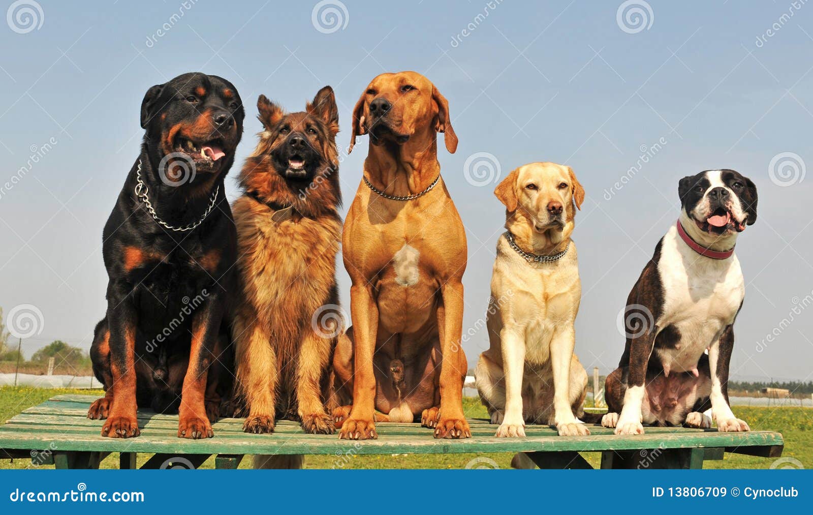 Cinco perros grandes imagen de archivo. Imagen de purebred - 13806709