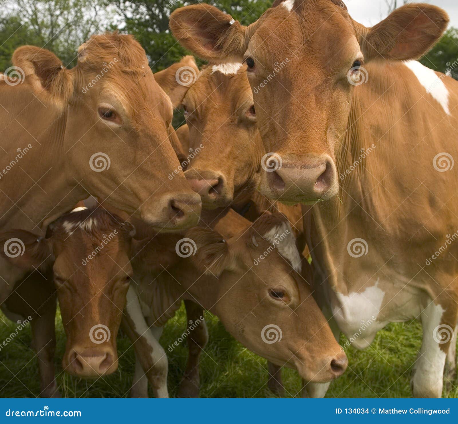 Cinco Pistas Son Mejores De Una Foto de archivo - Imagen de vaca ...