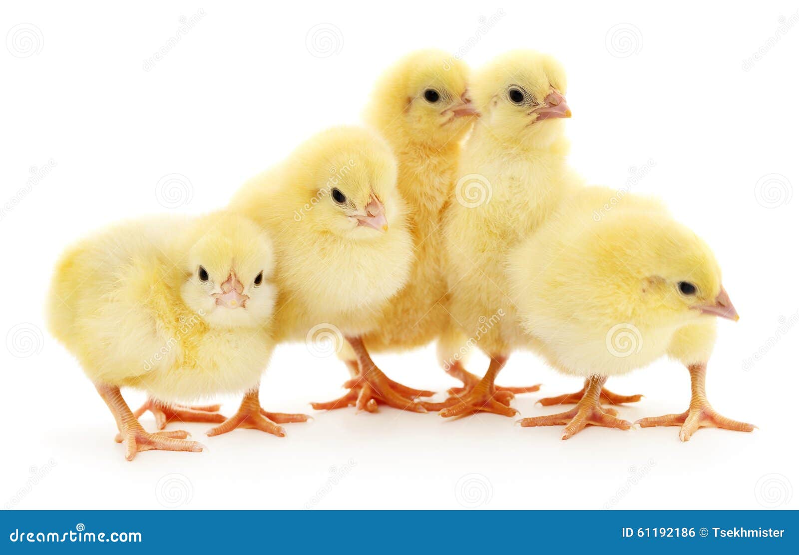 Cinco pollos foto de archivo. Imagen de mascotas, bebés - 61192186