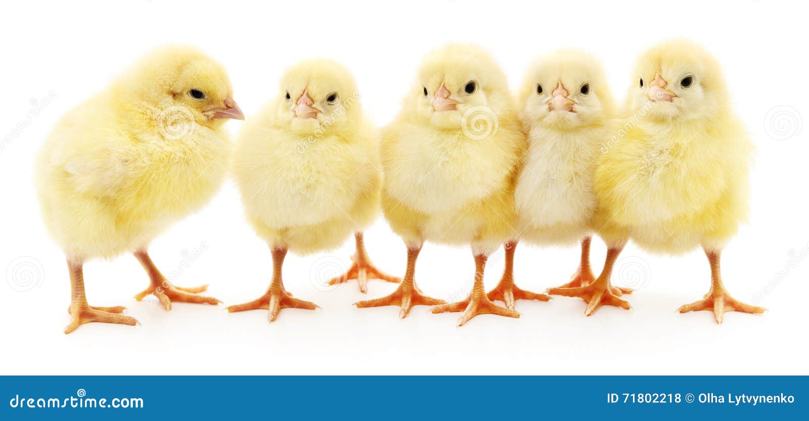 Cinco pollos amarillos foto de archivo. Imagen de fondo - 71802218