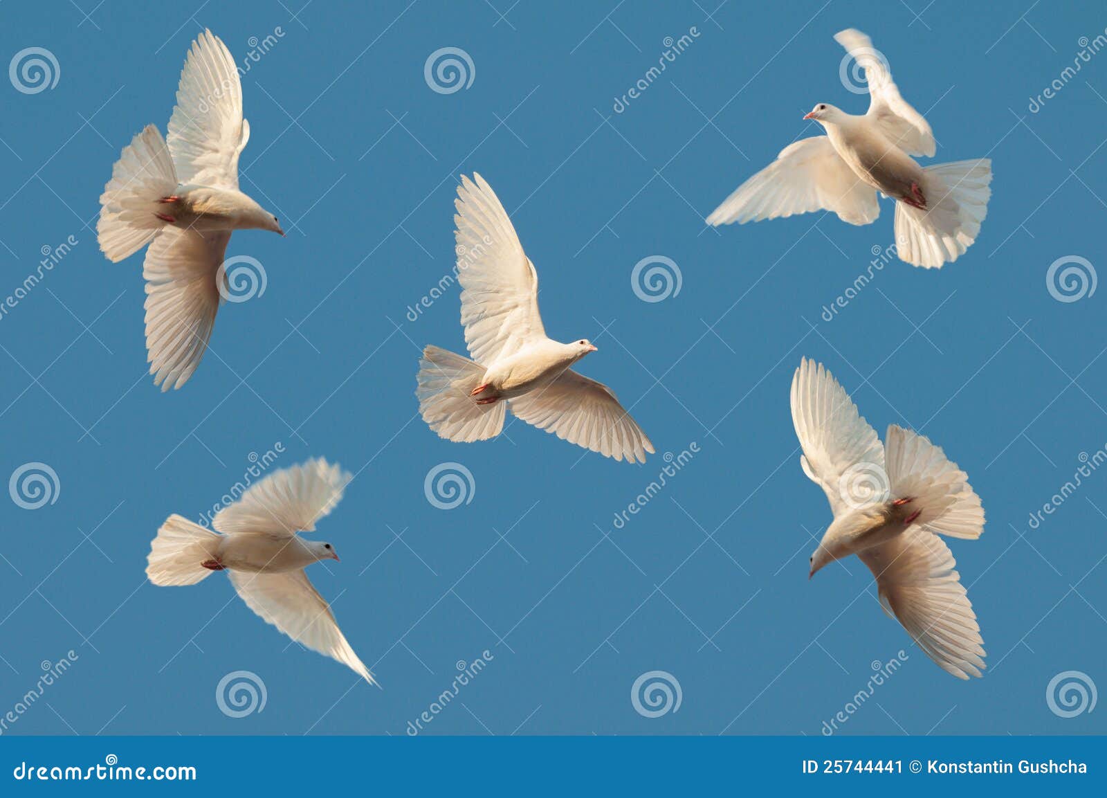 Cinco Pombos Brancos Voam No Céu Imagem de Stock - Imagem de elevado ...