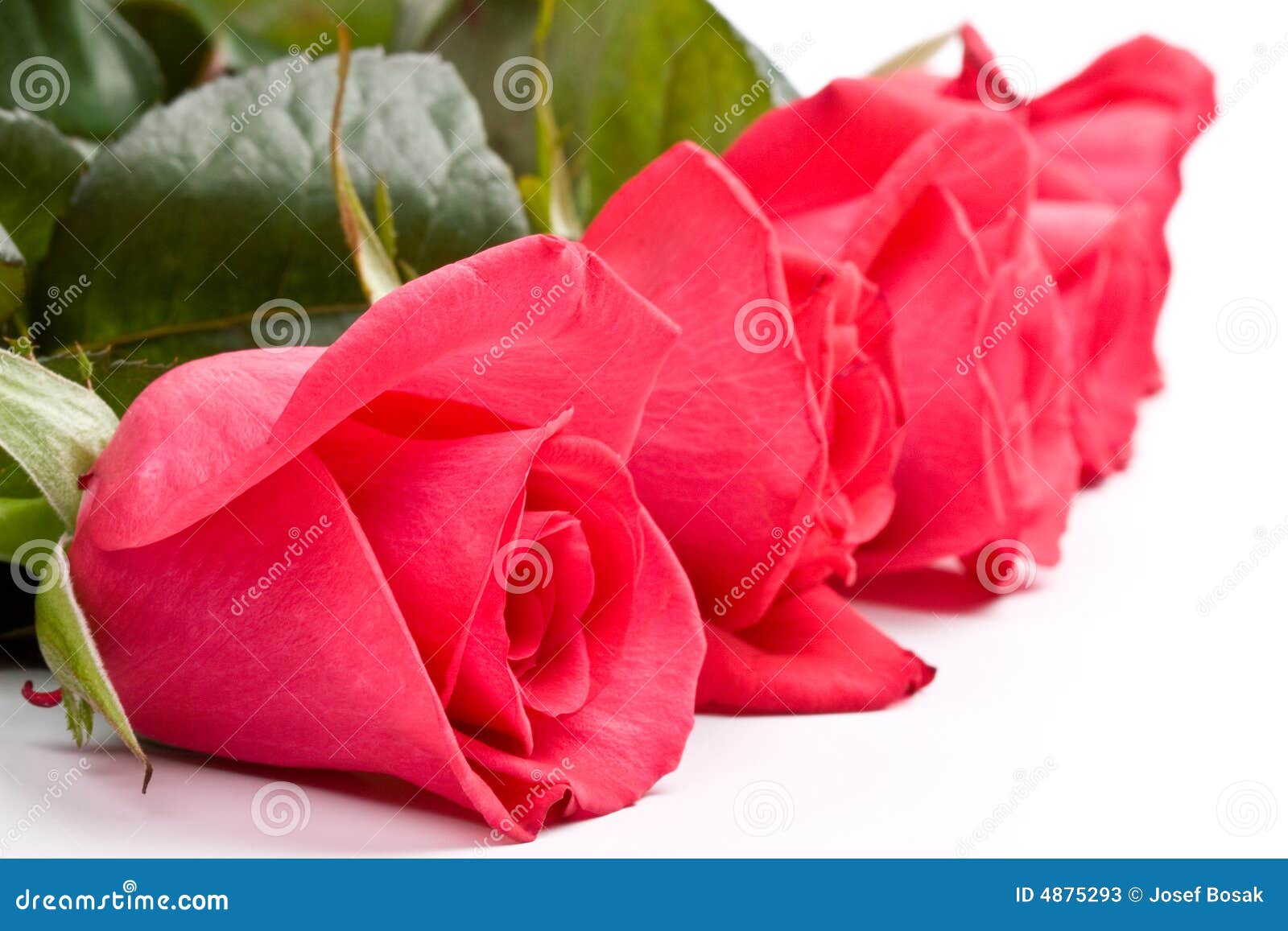 Cinco Rosas Imagen. Imagen: 4875293
