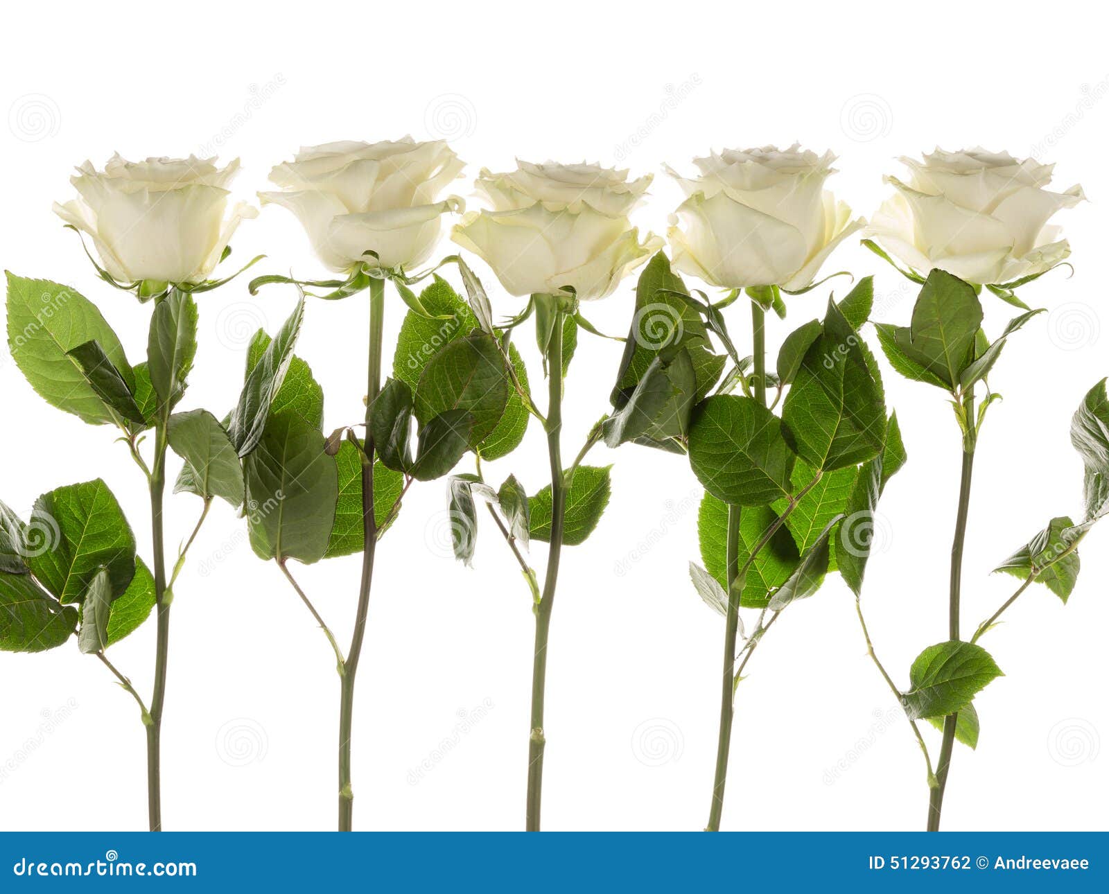 Cinco rosas blancas foto de archivo. Imagen de pureza - 51293762