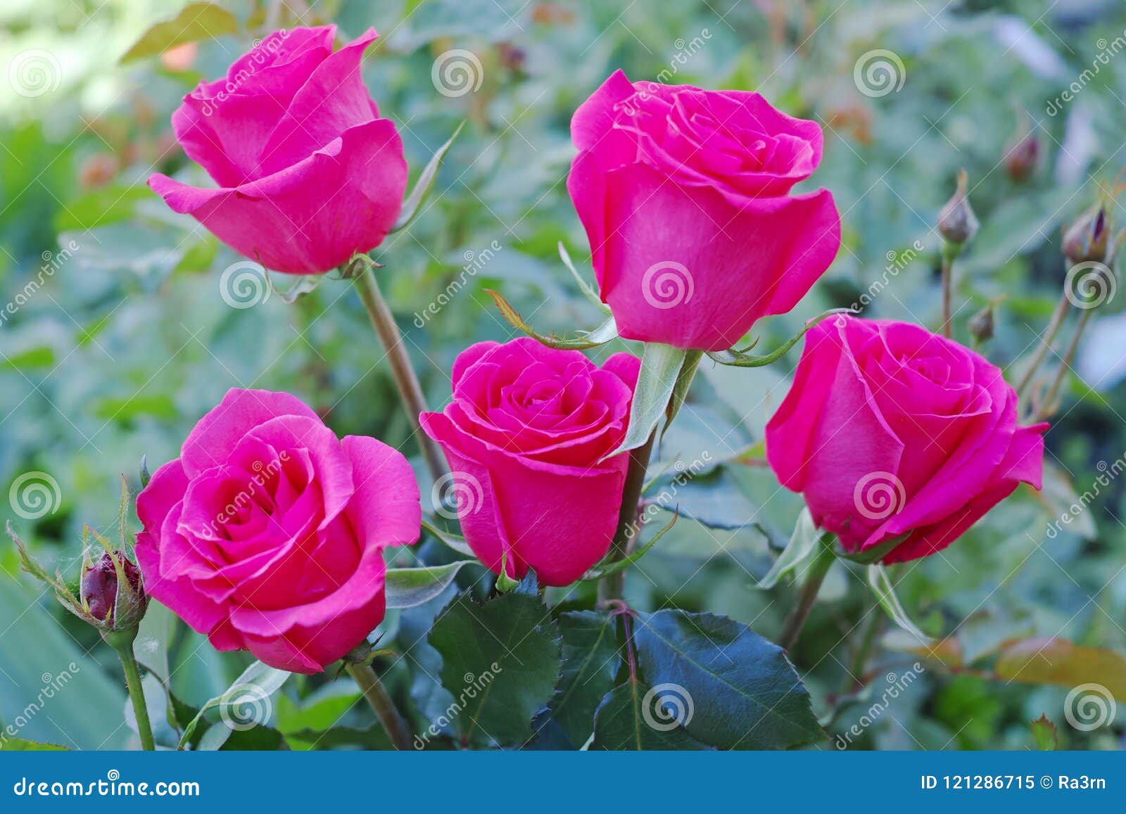 Cinco Rosas De Magenta Del Color Imagen de archivo - Imagen de flora ...