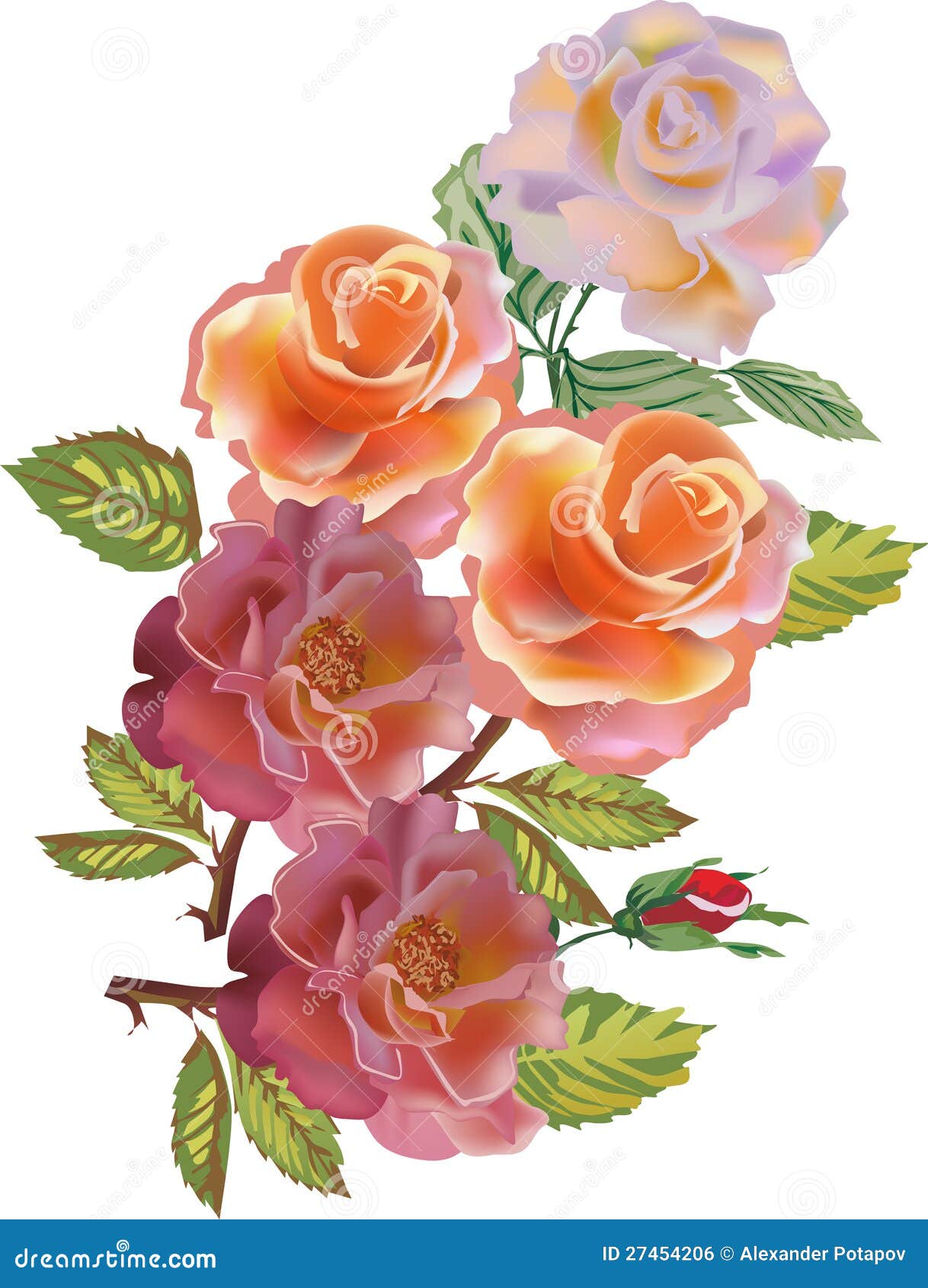 Cinco Rosas Hermosas Aisladas En Blanco Ilustración del Vector ...
