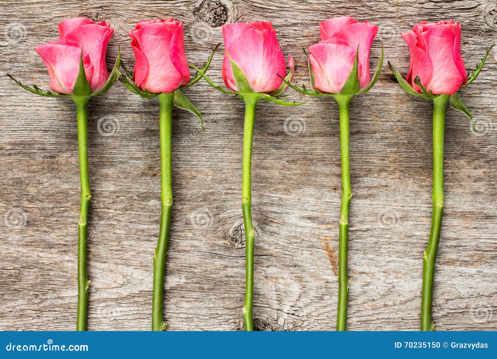 Cinco rosas rosadas foto de archivo. Imagen de floral - 70235150