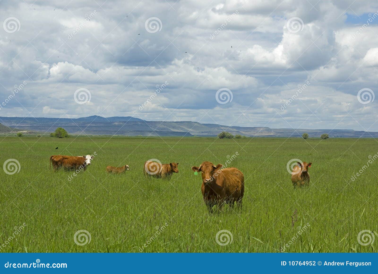 Cinco vacas. foto de archivo. Imagen de nubes, pasto - 10764952