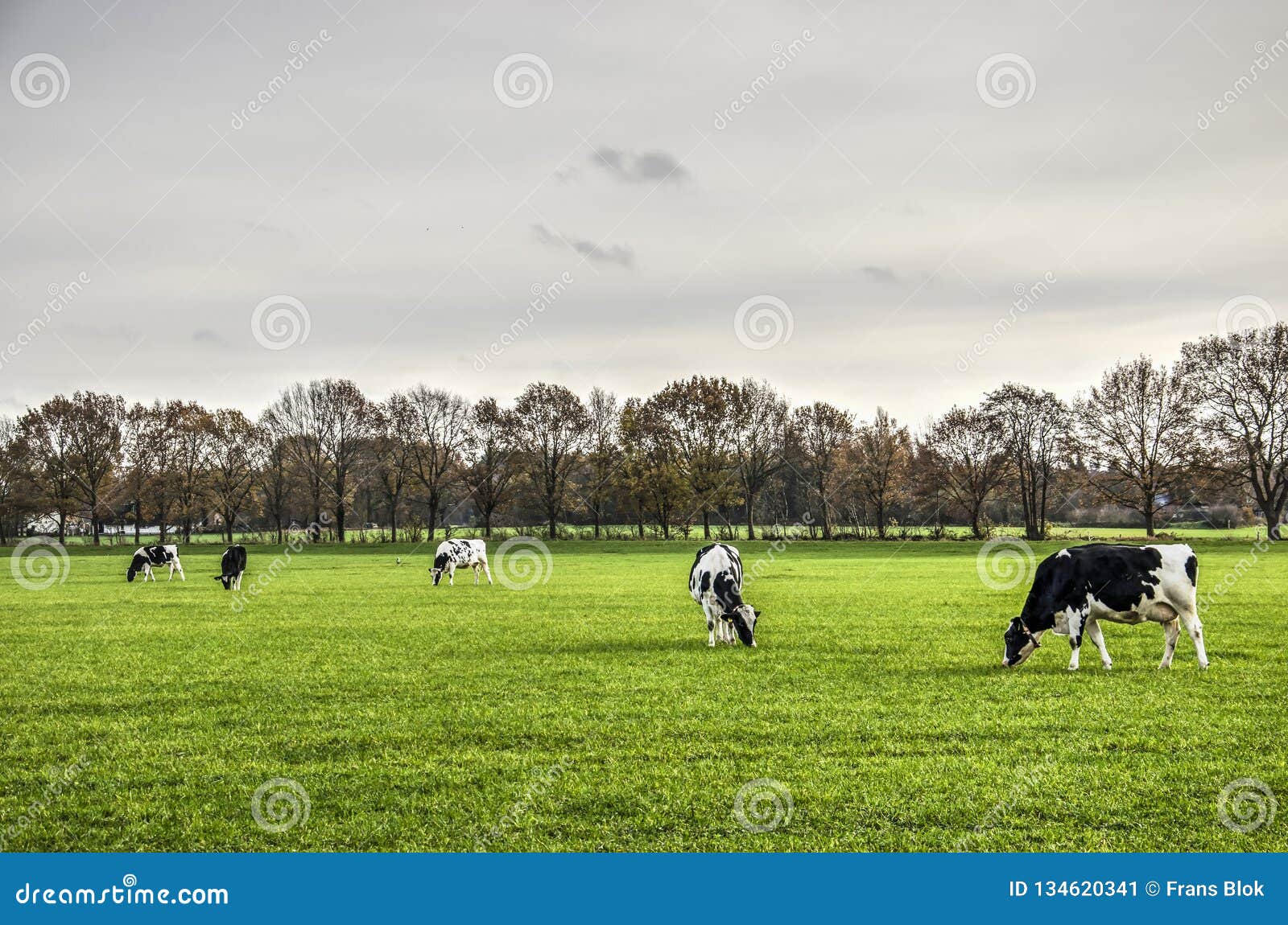 Cinco Vacas En Un Campo Verde Imagen de archivo - Imagen de vaca ...