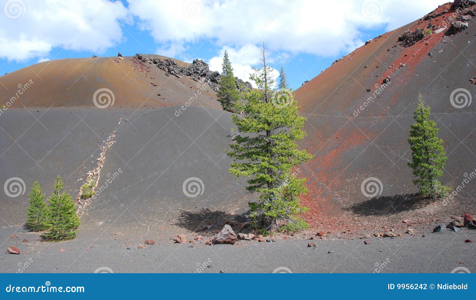 Cinder Dunes stock photo. Image of tree, park, ashes, orange - 9956242