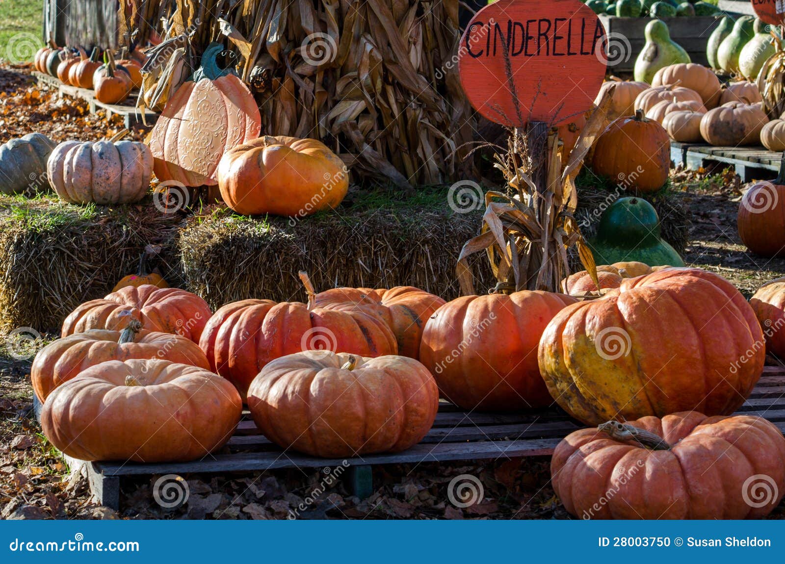 Cinderella pumpkins stock photo. Image of decorating - 28003750