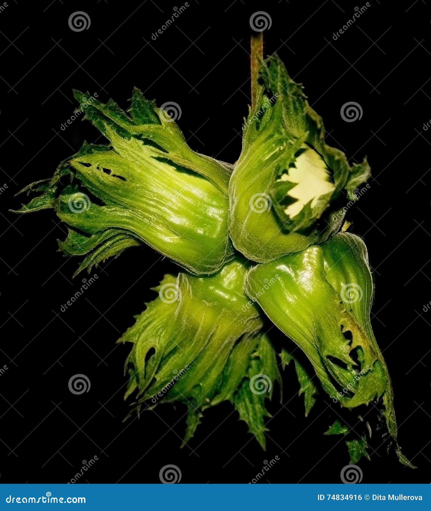 Cinderella s magic nuts stock photo. Image of food, substance - 74834916