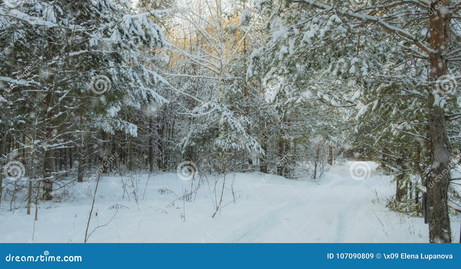 CINEMAGRAPH, 4k, Falling Snow in the Winter Forest, Loop Stock Video ...