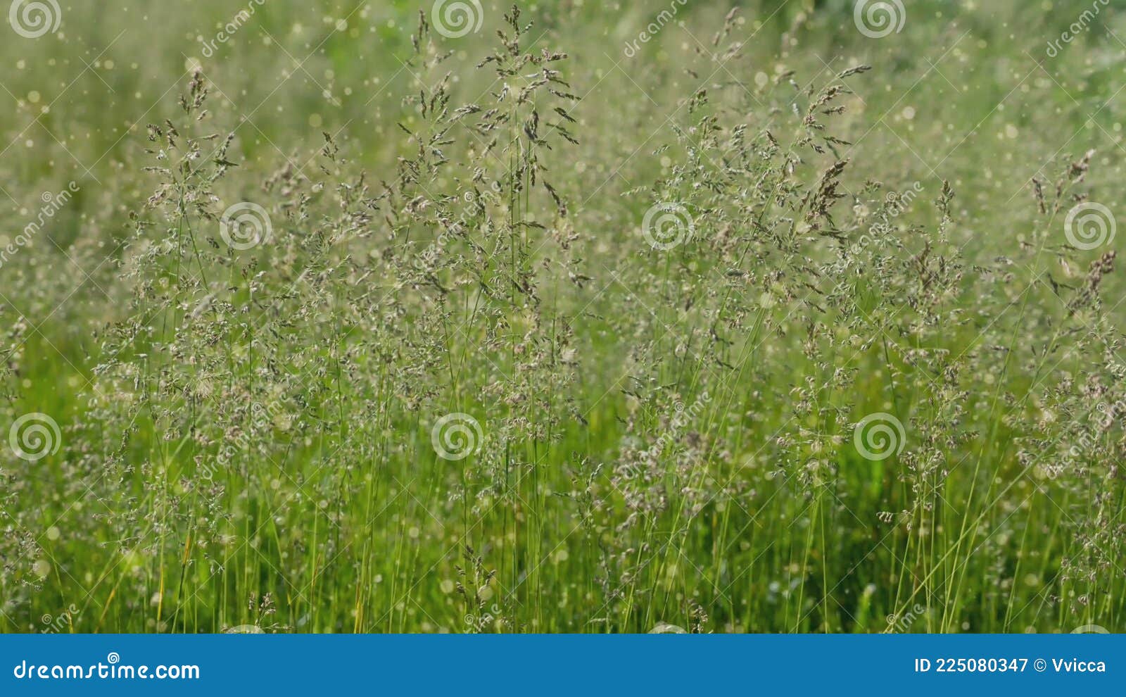 Cinemagraph Natural Background Magic Grass Stock Video - Video of ...