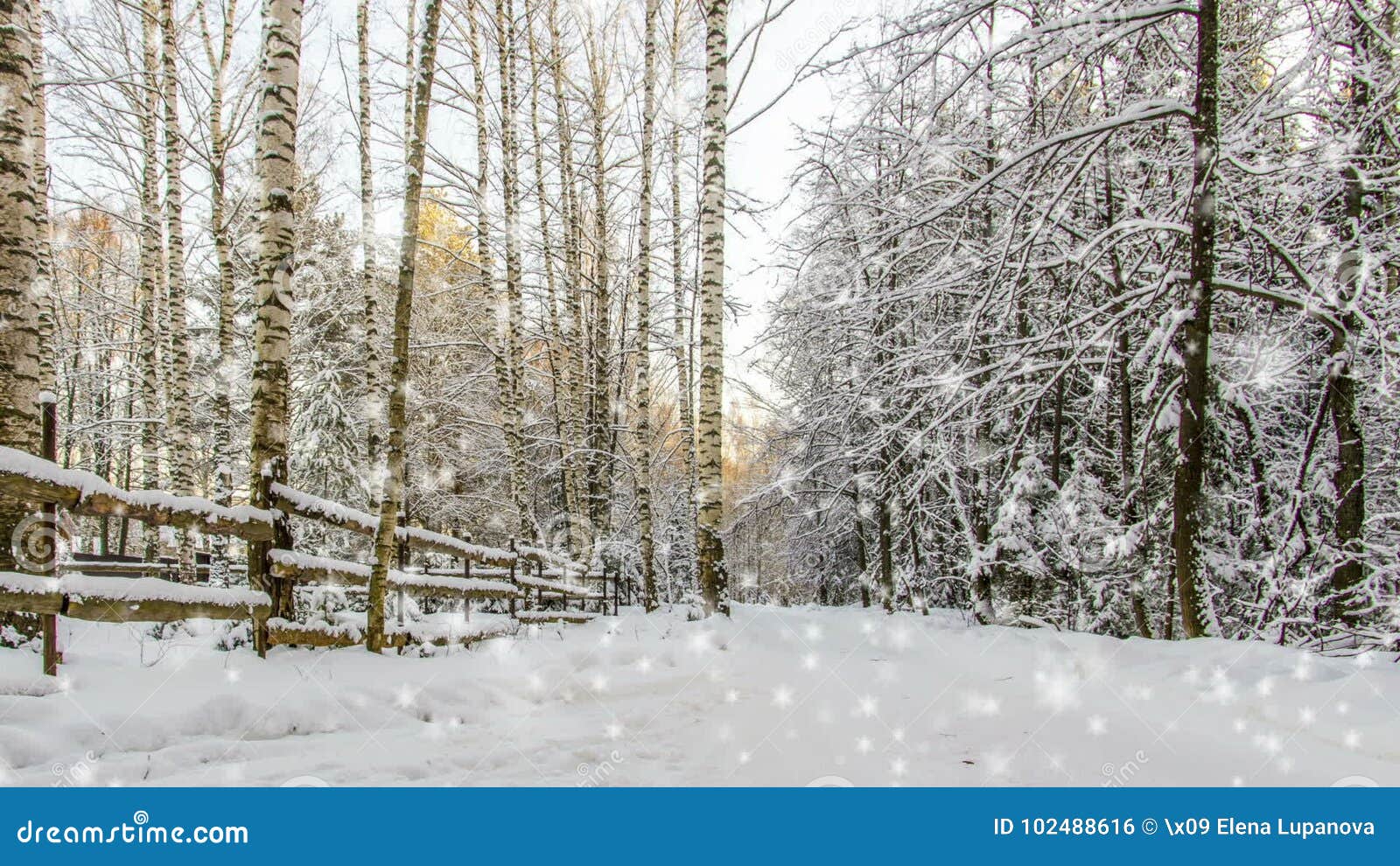 CINEMAGRAPH, 1080p, Falling Snow in the Winter Forest, Loop Stock ...