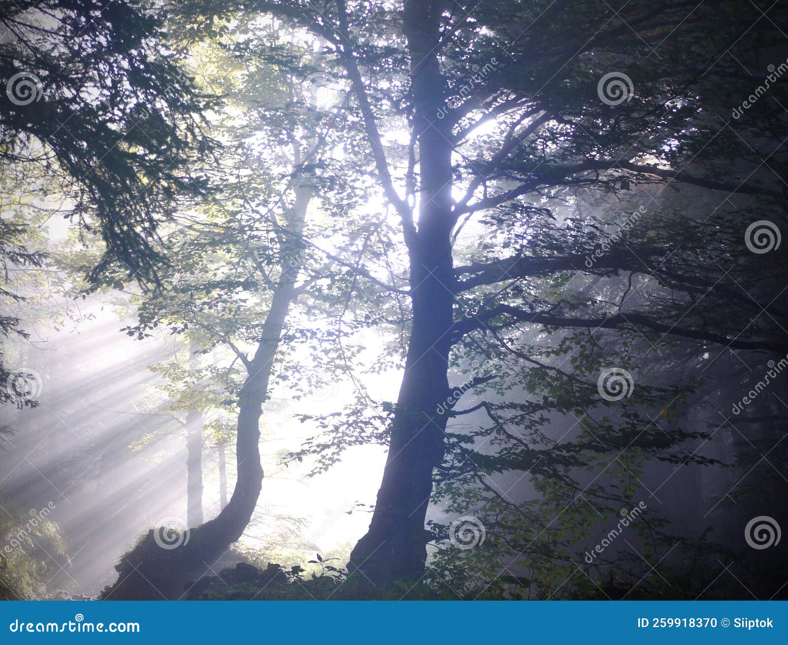 A Ray of Light Shines in the Middle of a Dense Forest Stock Photo ...