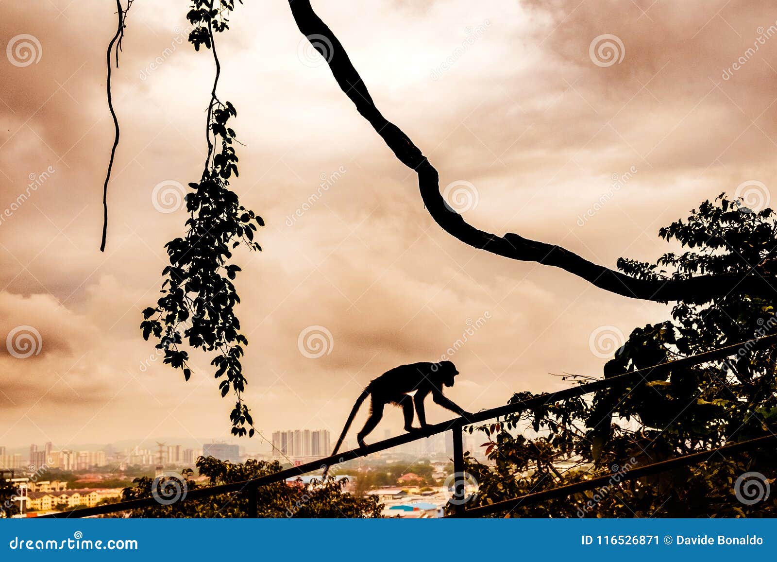 Dramatic View of Monkey Walking on Tree with City in the Background and ...