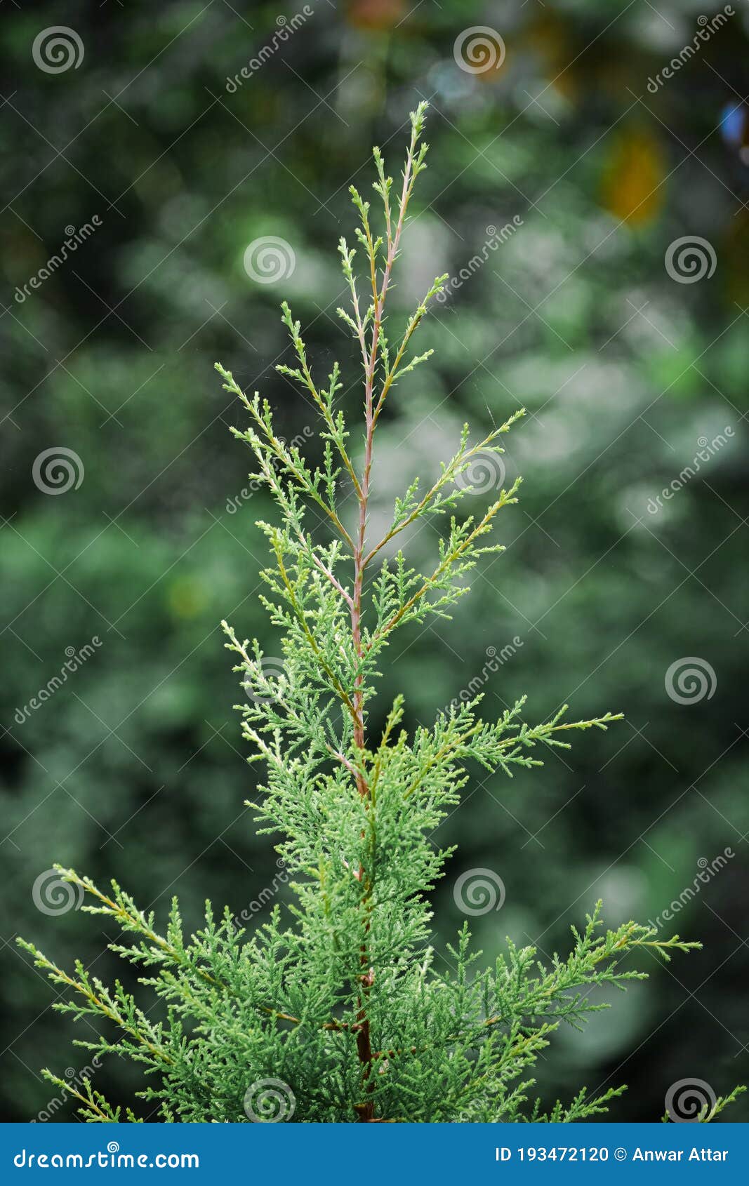 Cinematic Shot of Christmas Tree Top. Stock Photo - Image of branch ...