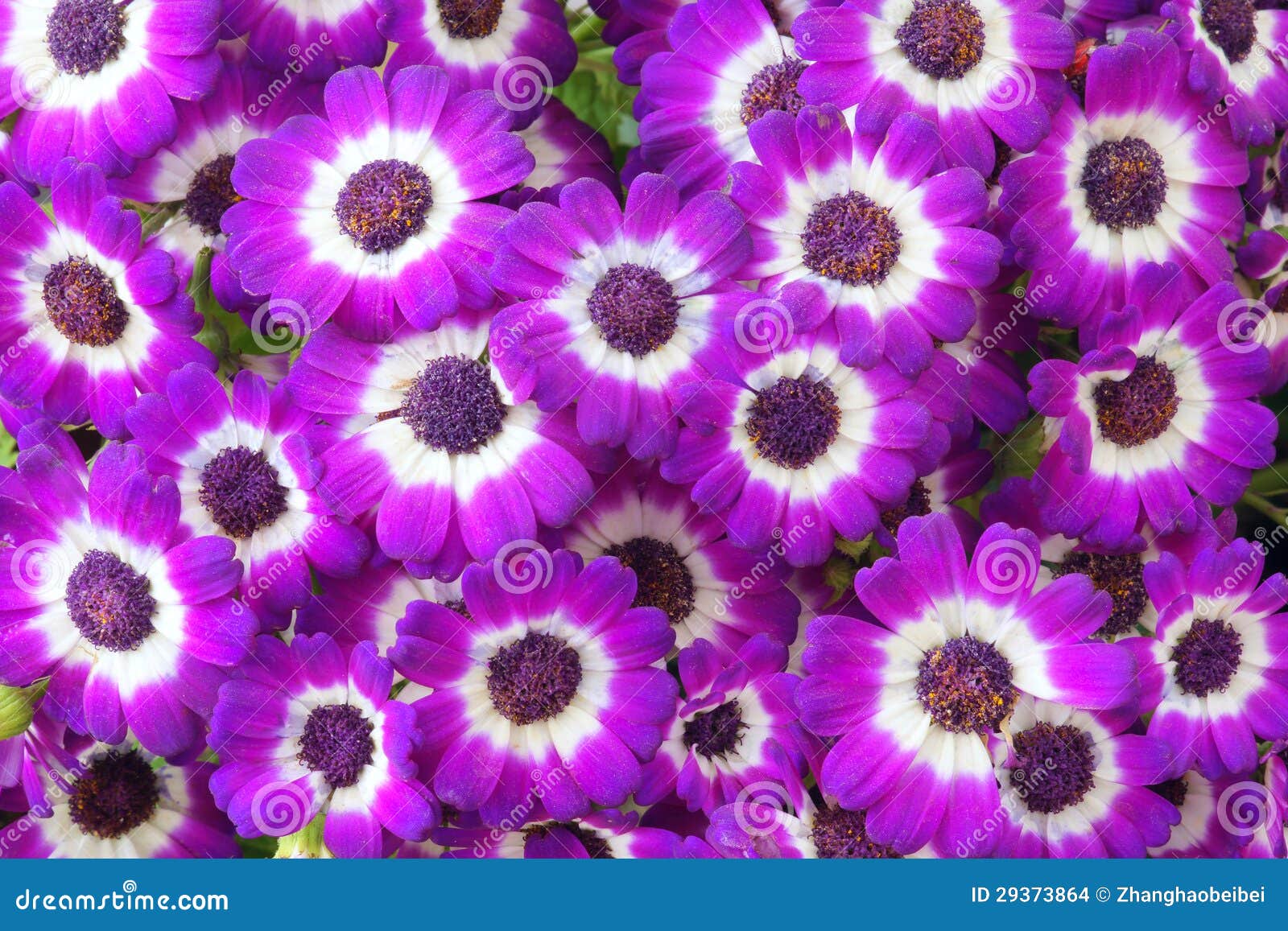 Cineraria stock photo. Image of composite, colorful, garden - 29373864
