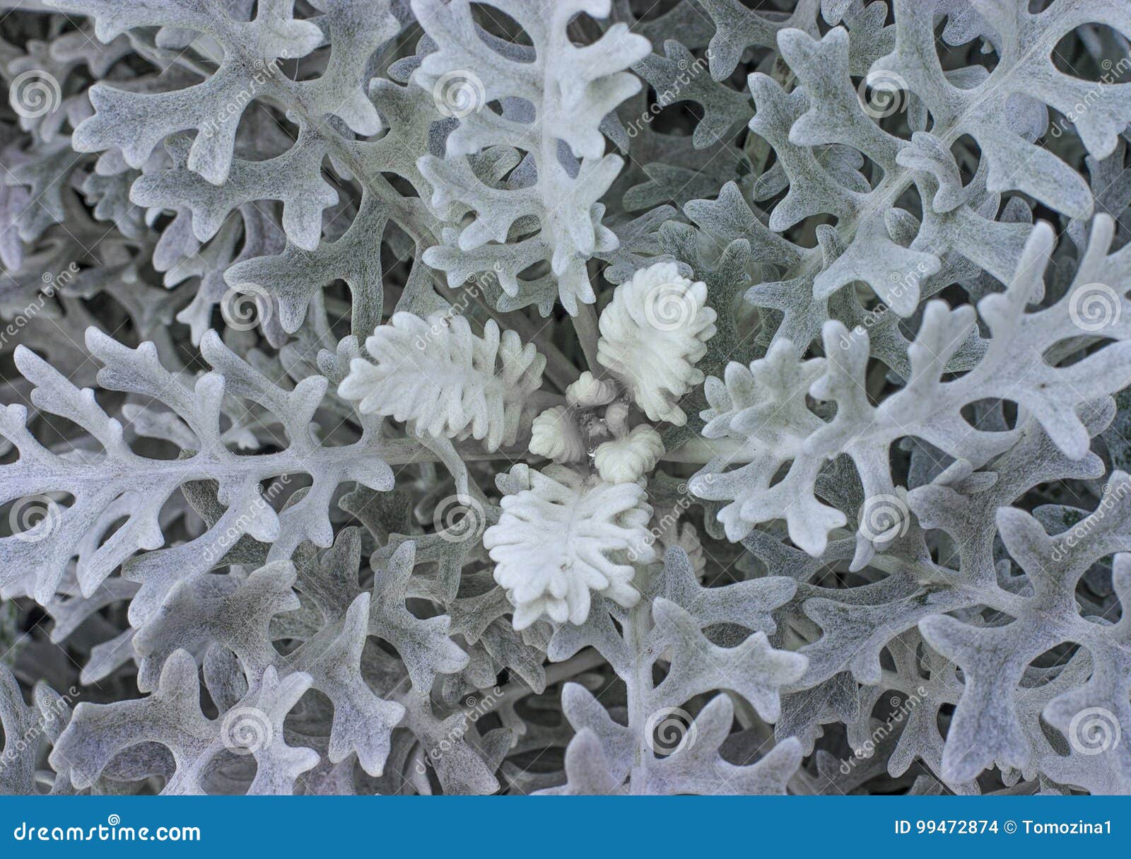 Cineraria stock photo. Image of isolated, group, closeup - 99472874