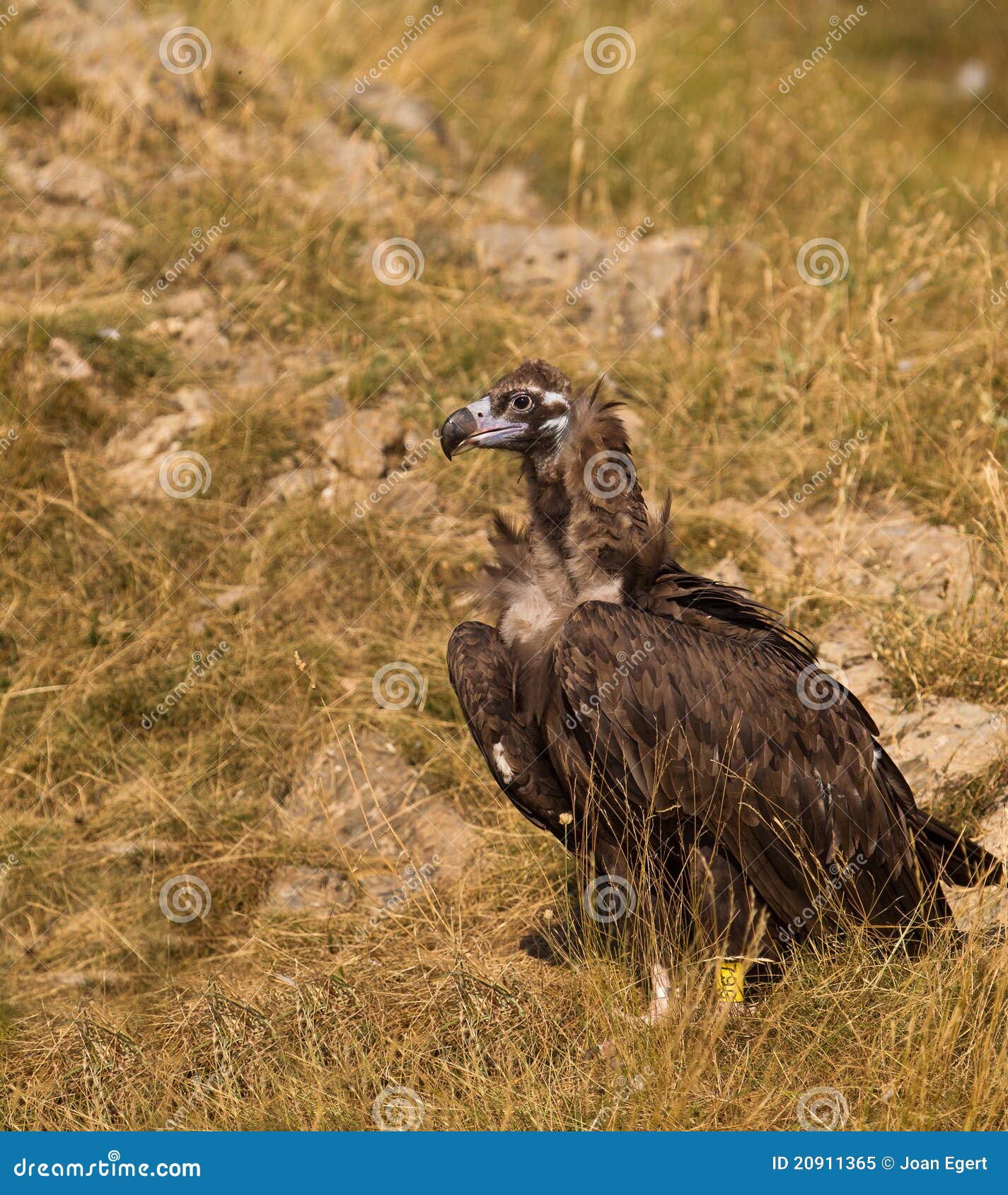 Cinereous Geier Aus Den Grund Stockbild - Bild von geier, enorm: 20911365