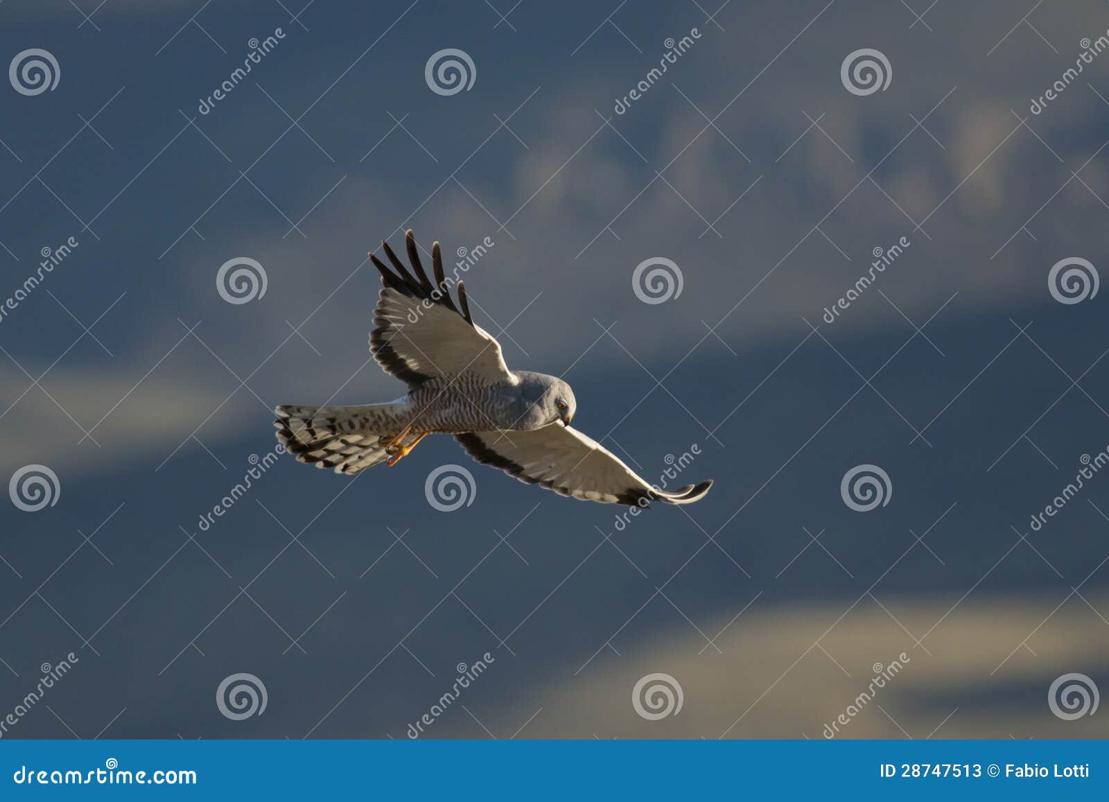 Cinereous Harrier flying stock image. Image of ornithology - 28747513