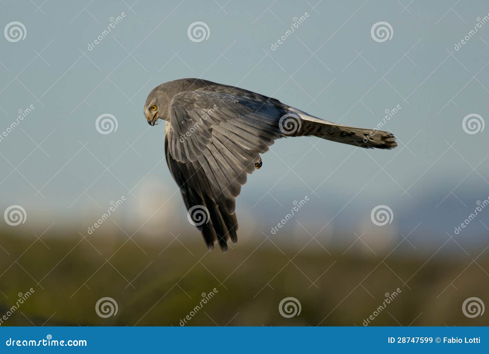 Cinereous Harrier flying stock image. Image of circus - 28747599