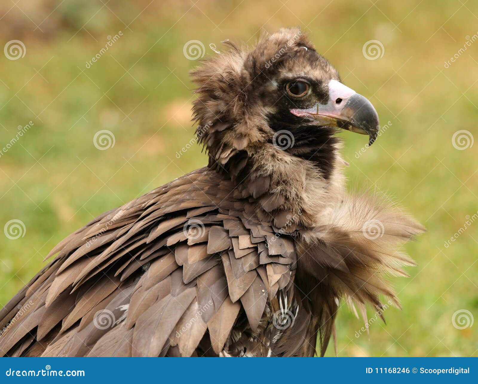 Cinereous Vulture stock photo. Image of brown, pink, vulture - 11168246