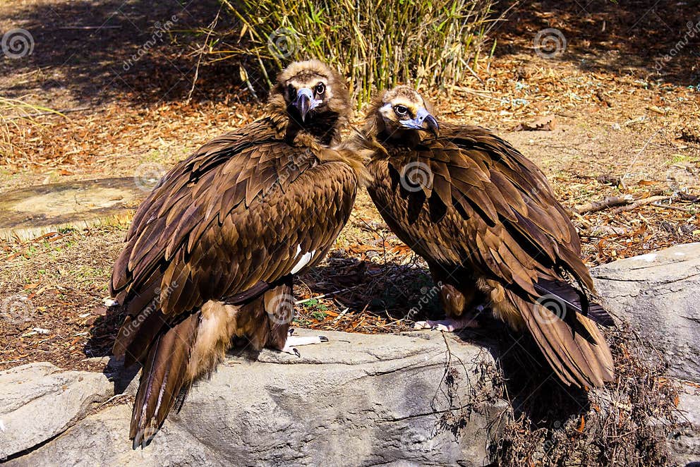 Cinereous Vultures stock image. Image of mate, nature - 33665397